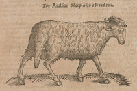 Image | The Arabian Sheep with a broad tail | ID: xk81jm155 | Digital ...